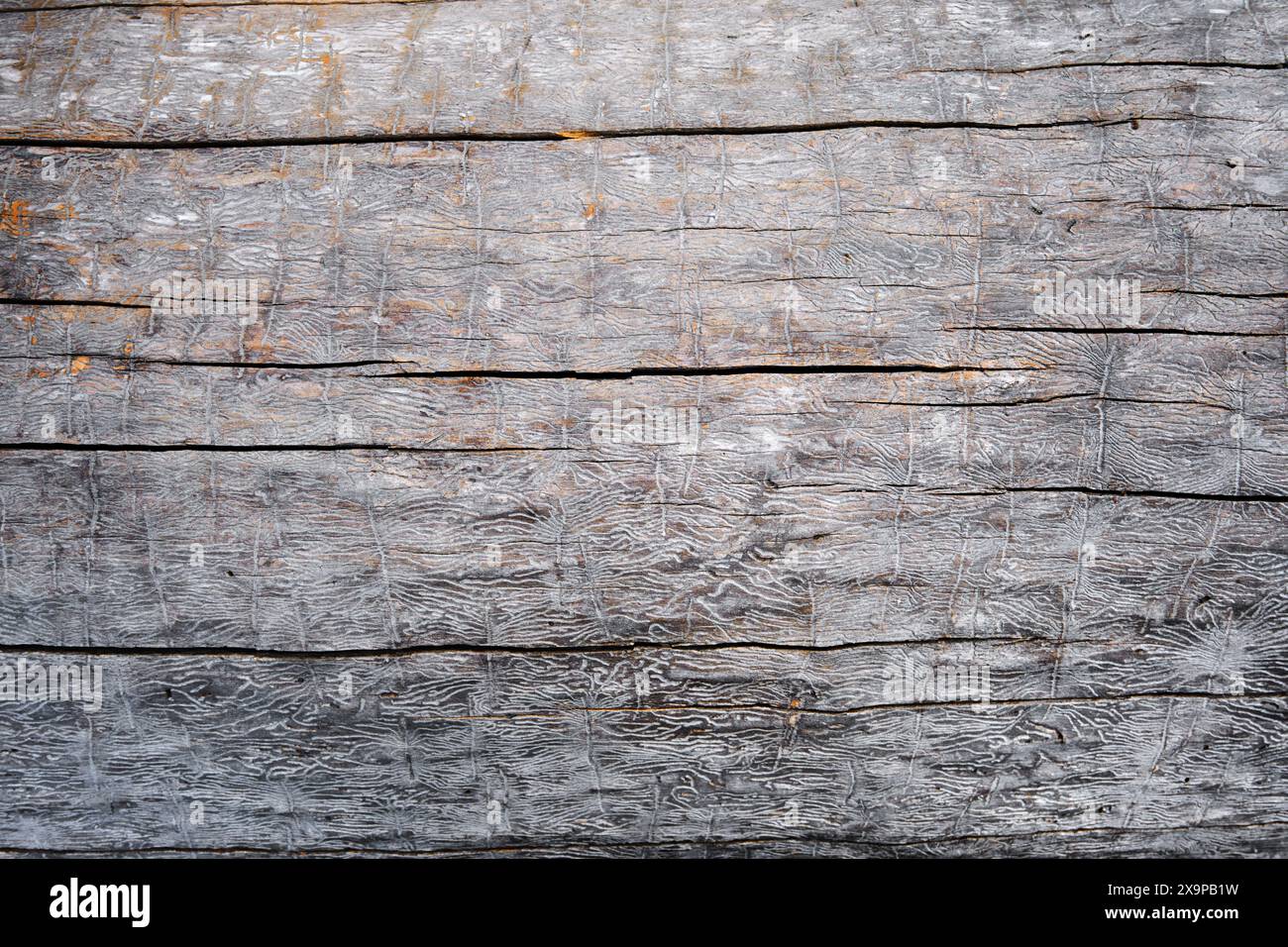 Texture of wood with bark beetle passages. Closeup of wood with beetle ...