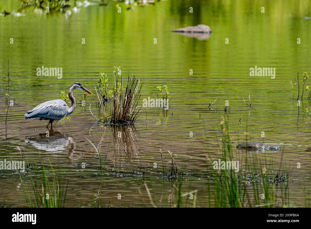 Great Blue Heron and Snapping Turtle, Gettysburg Pennsylvania USA Stock ...
