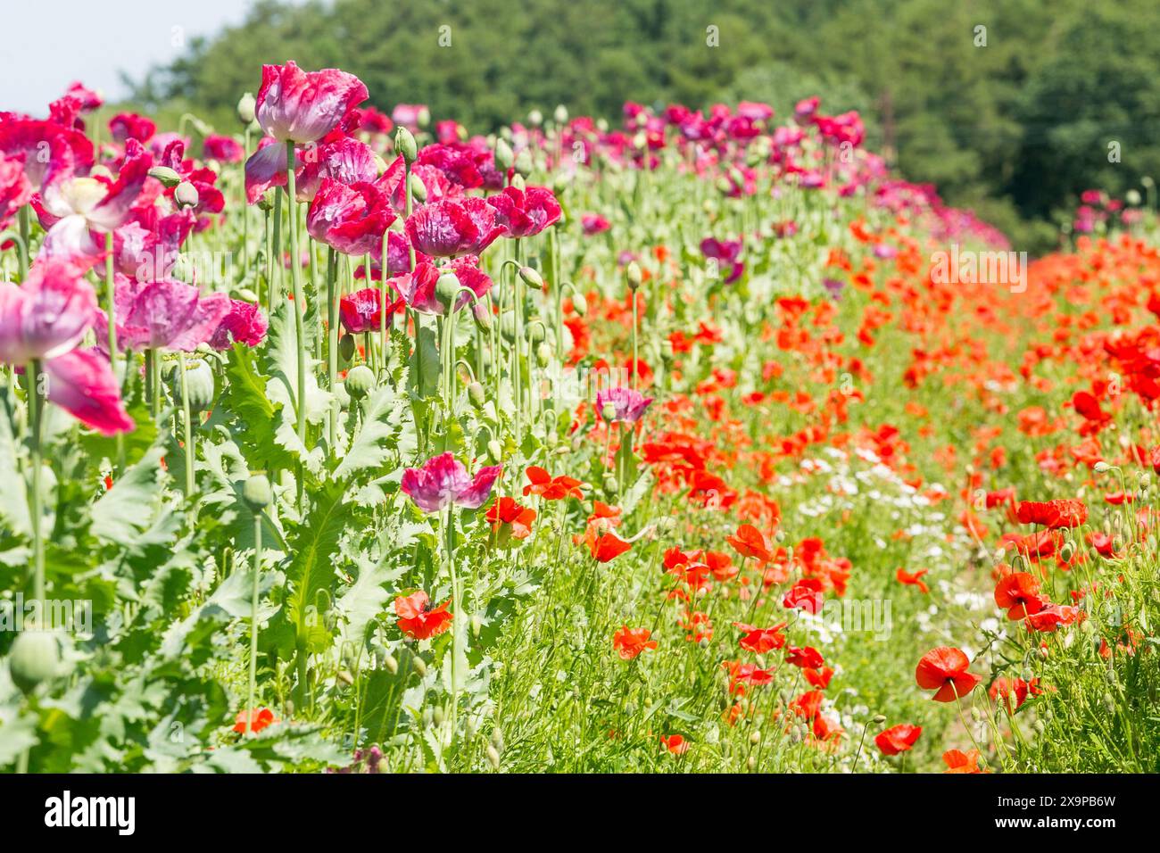 Shifnal, Shropshire, UK. 2nd June, 2024. A giant poppy field near ...