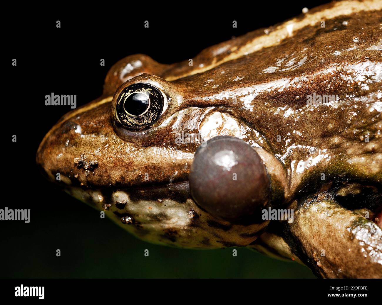 Common frog (Pelophylax ridibundus) close to Lazne Bohdanec, Boheme ...