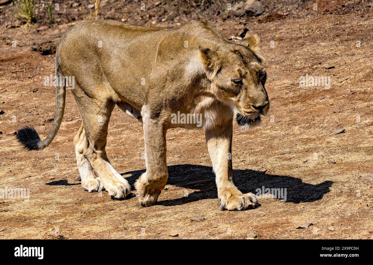 Powerful lioness strides across a dry savannah, a symbol of the untamed ...