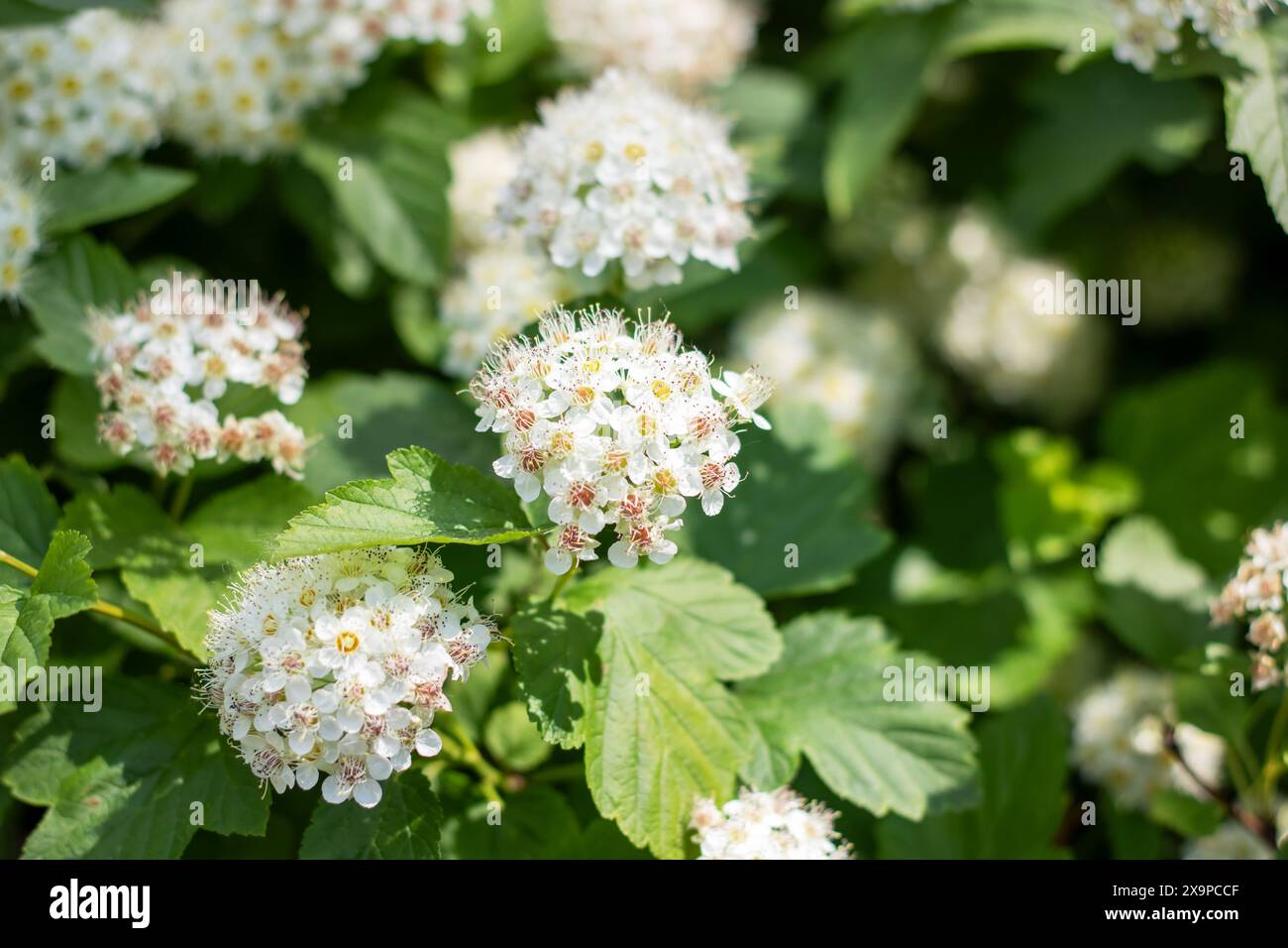 A close up view of a bush featuring white flowers and vibrant green ...