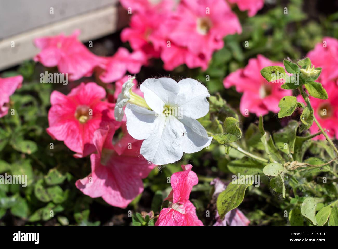 In full bloom, multiple pink flowers surround a single white flower ...
