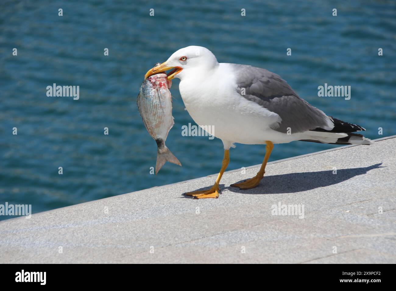 A seagull with a fish in nis mouth Stock Photo - Alamy