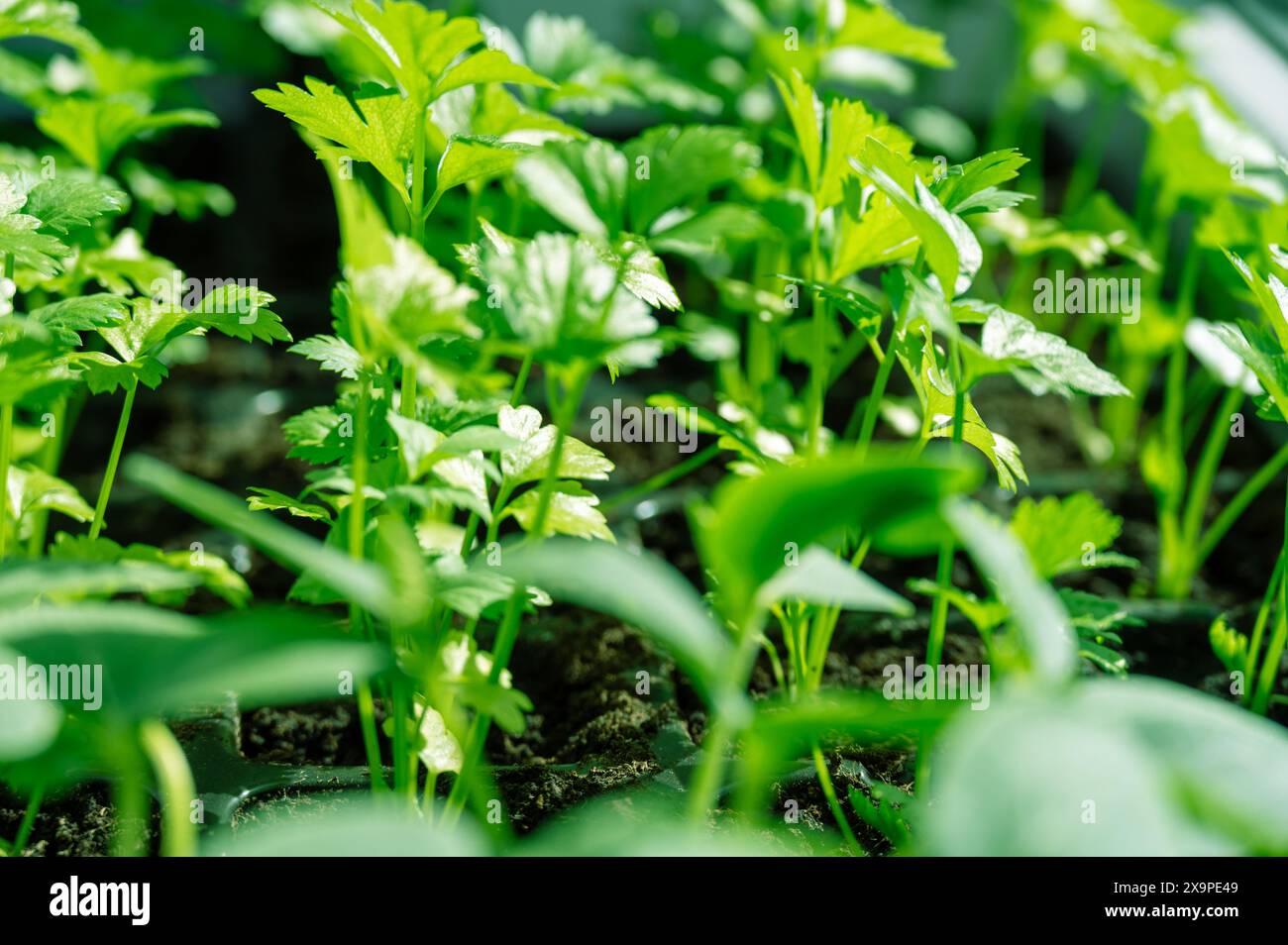 Capturing vibrant greenery young hi-res stock photography and images ...