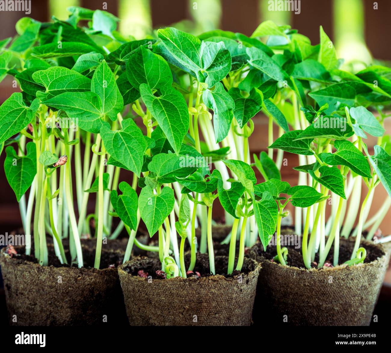 Close-up view of young bean plants with fresh green leaves sprouting in ...