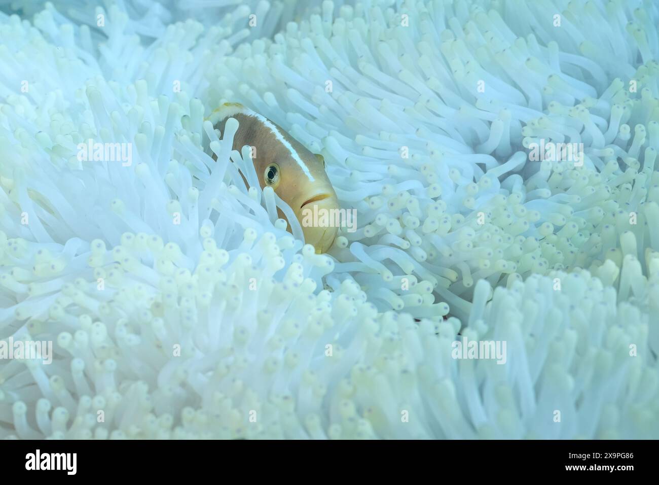 Clown fish living on an anemone bleaching in the Mayotte lagoon Indian ...