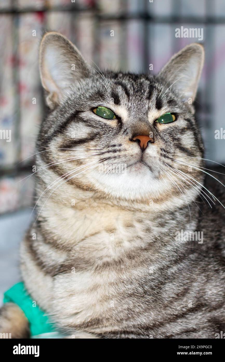 Sad gray cat with catheter on paw close up Stock Photo - Alamy