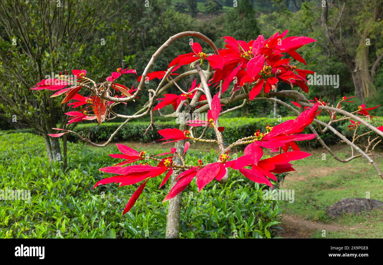 Poinsettia bush in full bloom and deep red colour bordering a lush ...