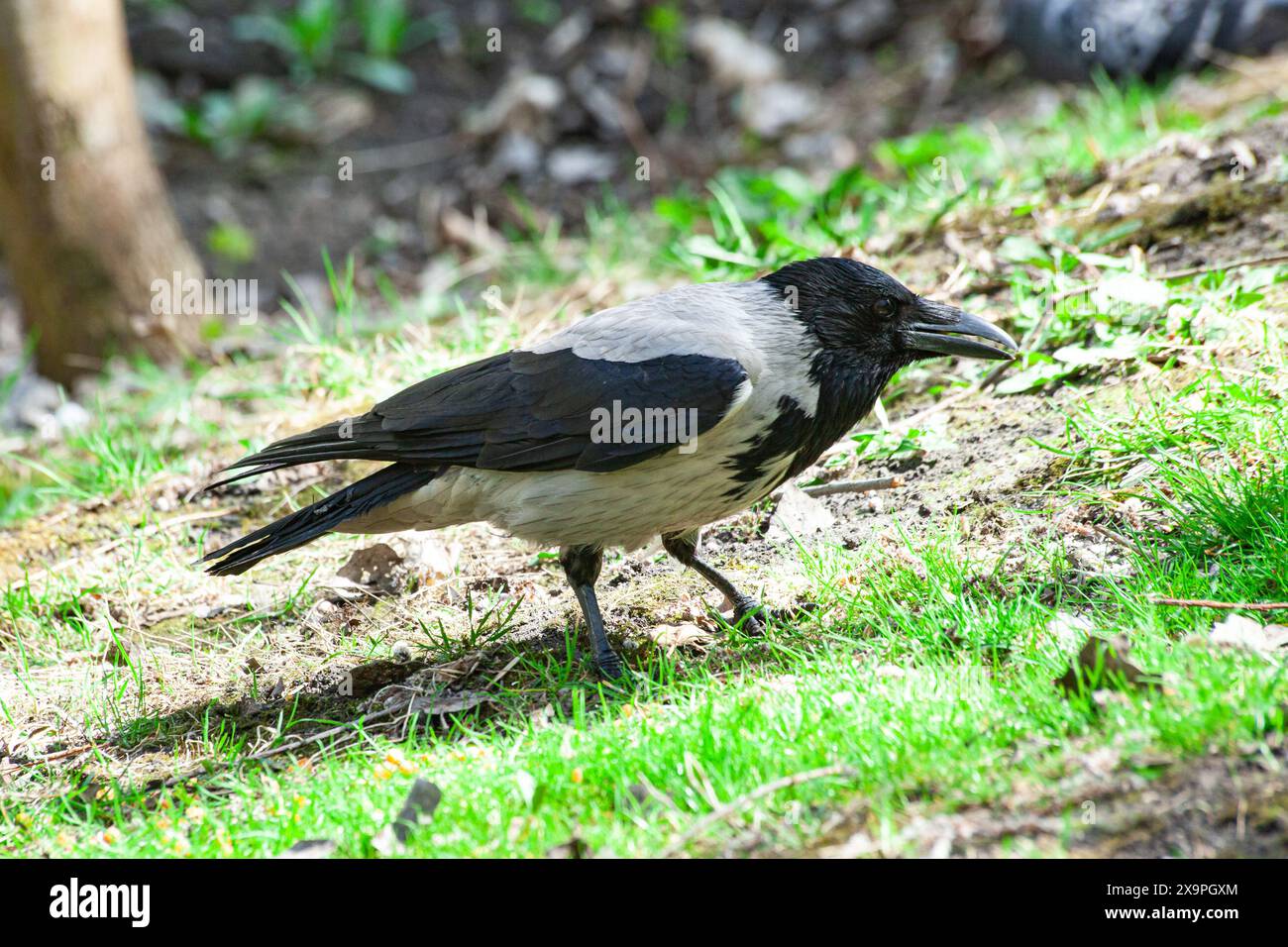 Hooded crow on a grassy area, showcasing its distinct black and grey ...