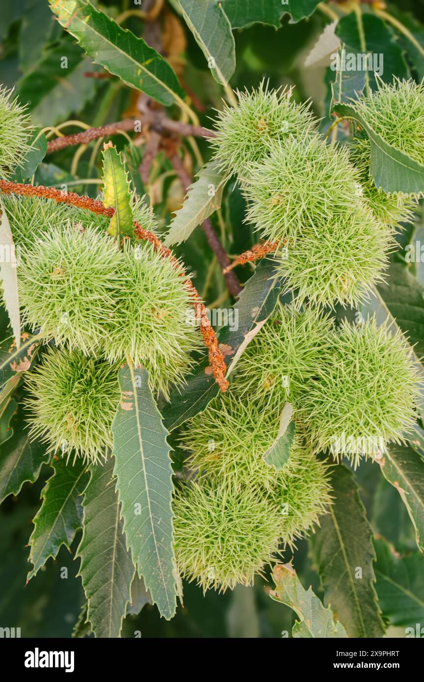 Flora vegetation boughs hi-res stock photography and images - Alamy