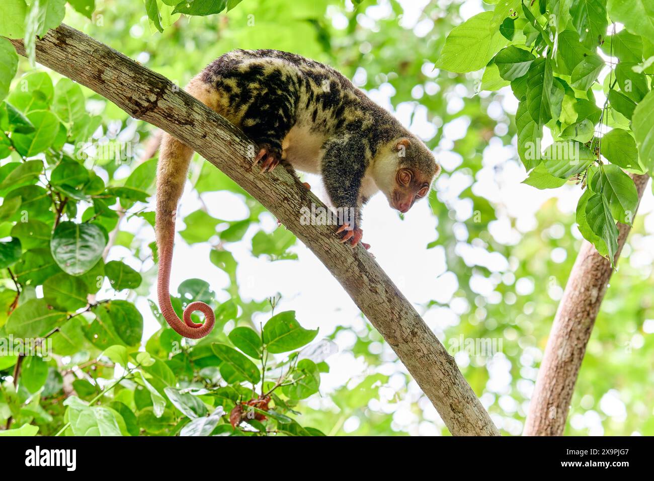 Waigeou cuscus or Waigeou spotted cuscus (Spilocuscus papuensis), Raja ...