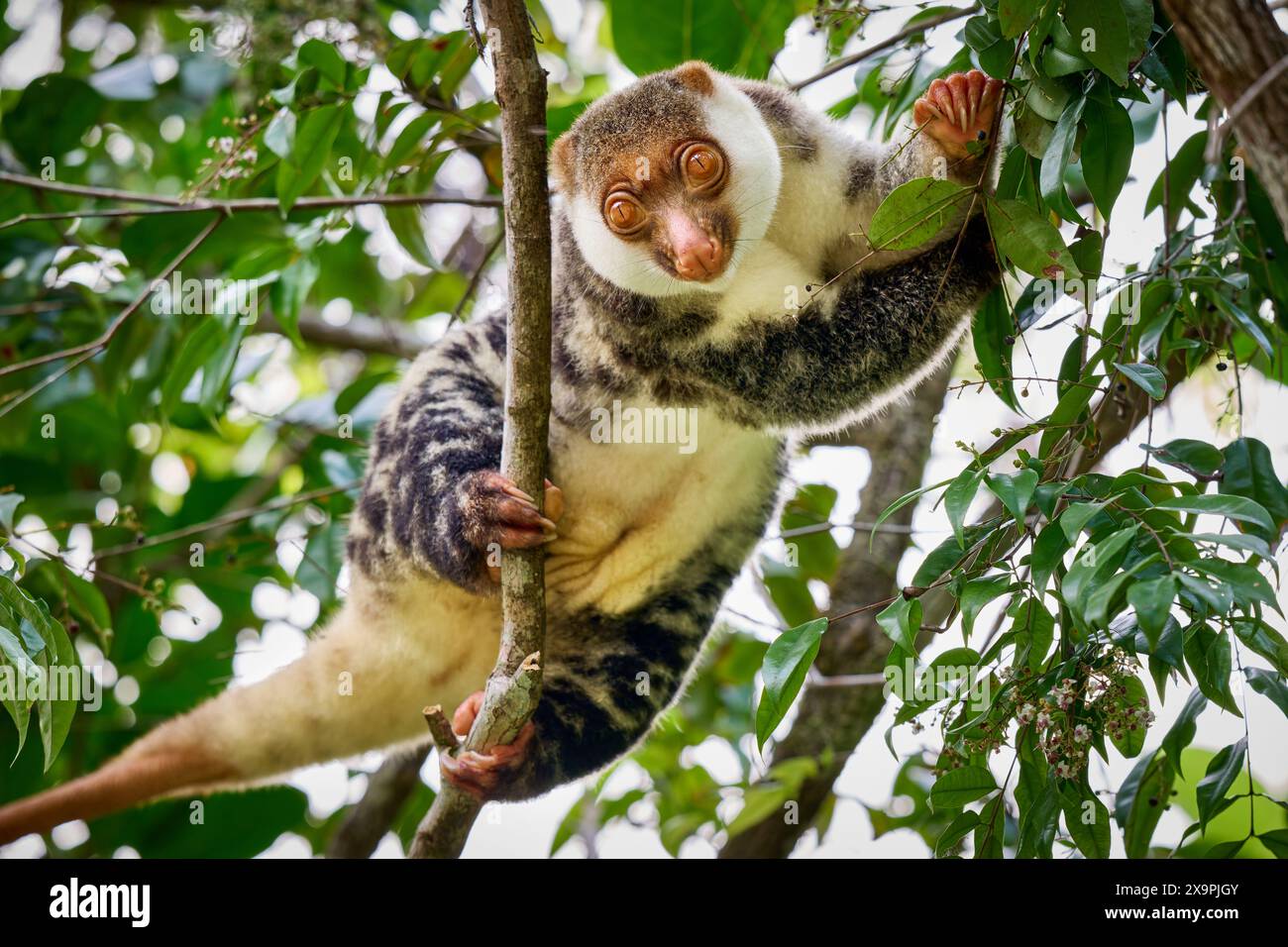Waigeou cuscus or Waigeou spotted cuscus (Spilocuscus papuensis), Raja ...