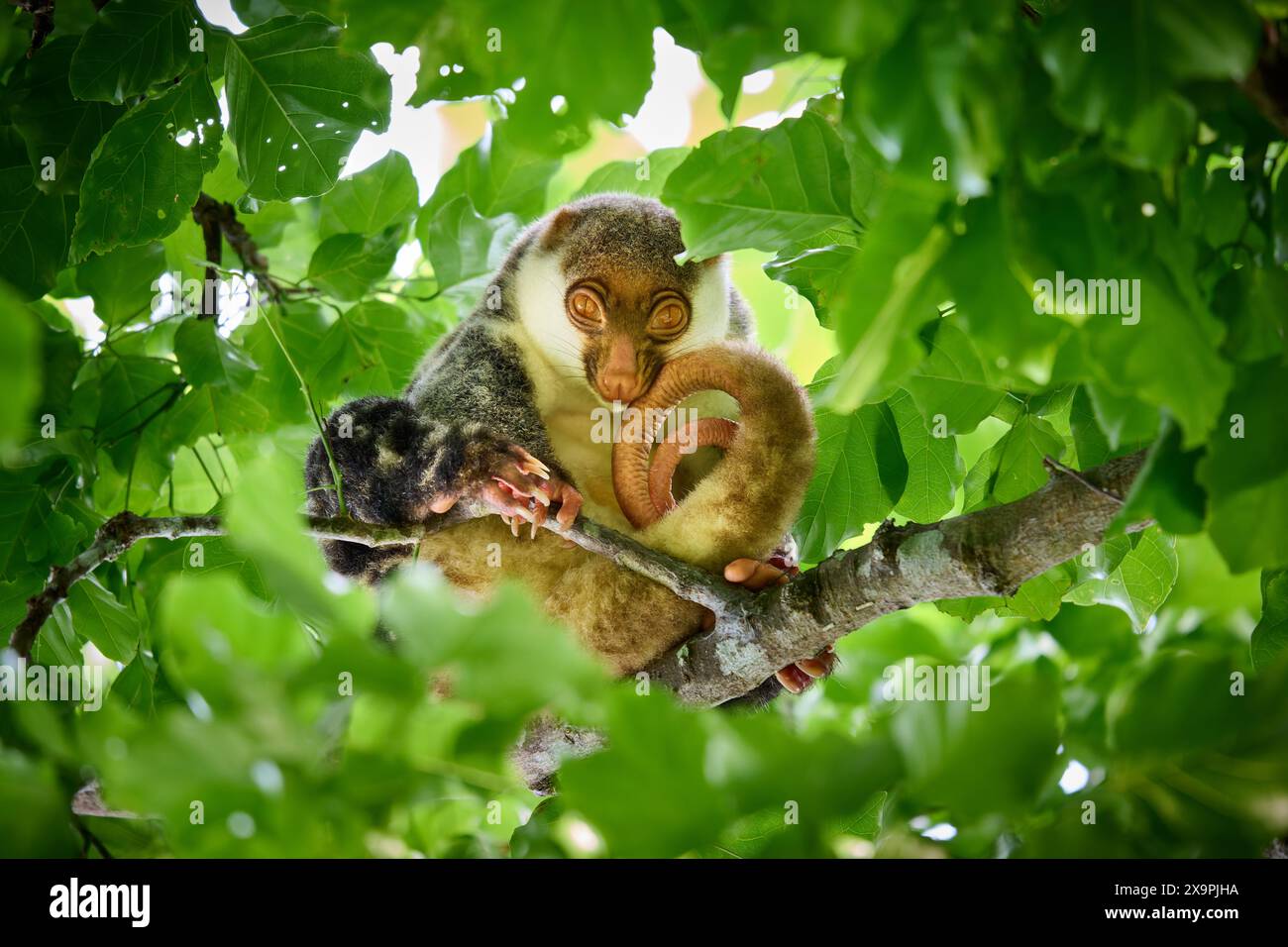 Waigeou cuscus or Waigeou spotted cuscus (Spilocuscus papuensis), Raja ...