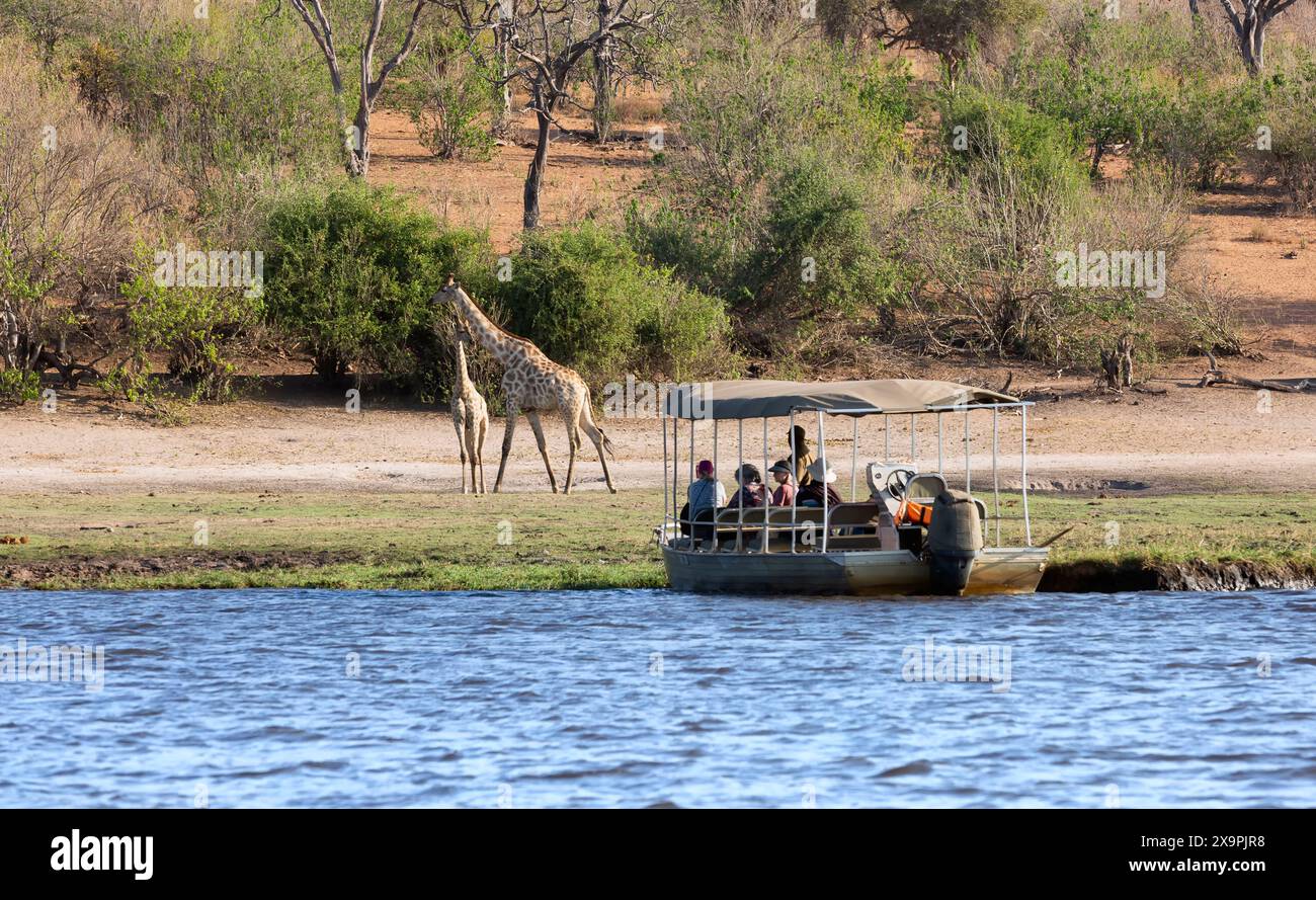 People watching giraffe from a boat - Chobe river Stock Photo - Alamy