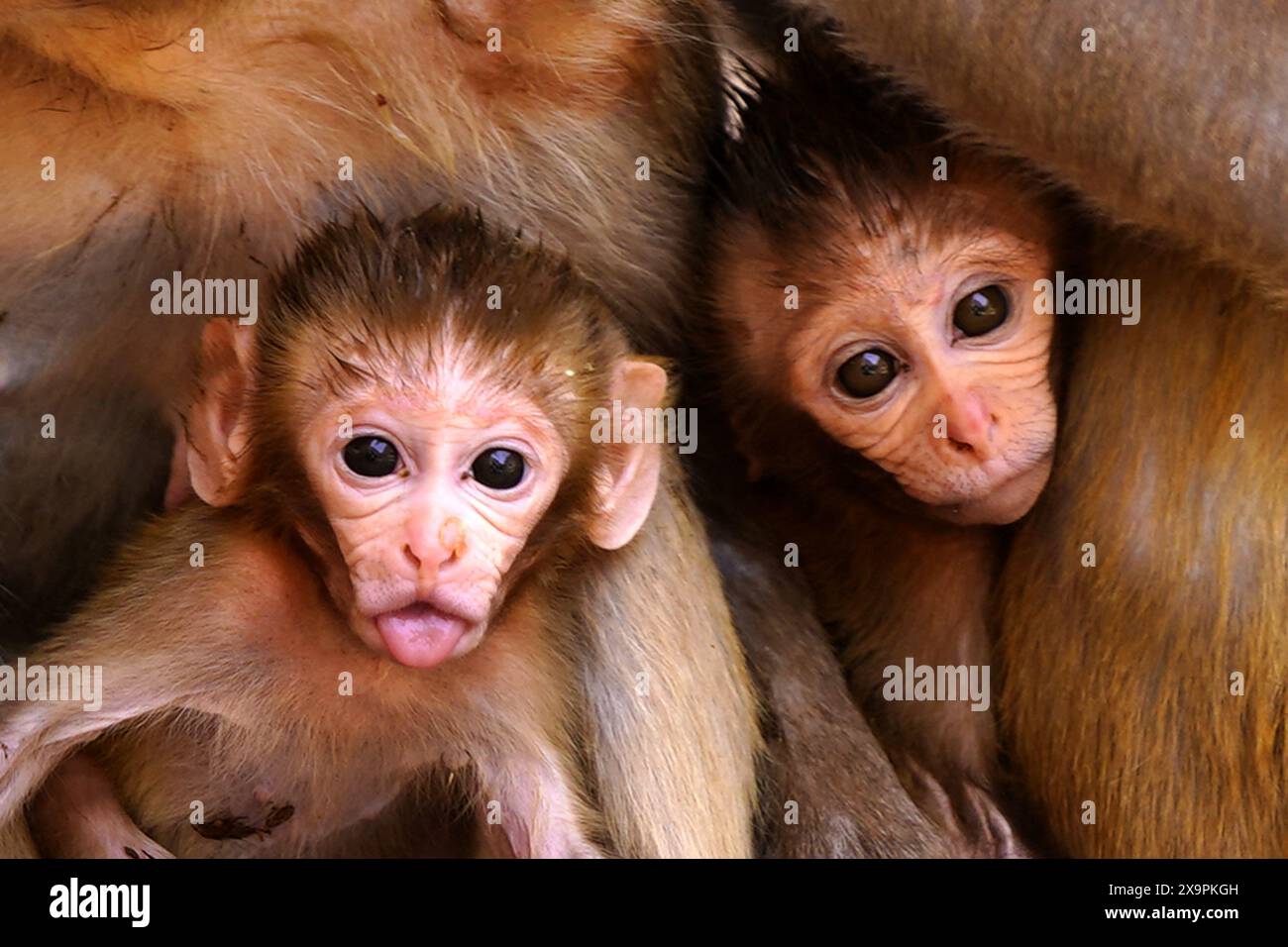 Jaipur, India. 02nd June, 2024. Macaques cool off in a pond to beat the ...