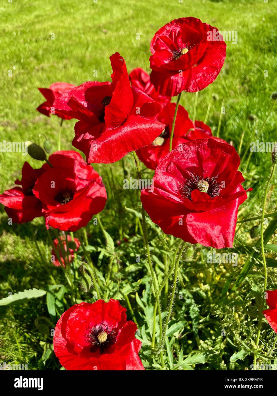 Types of poppies hi-res stock photography and images - Alamy