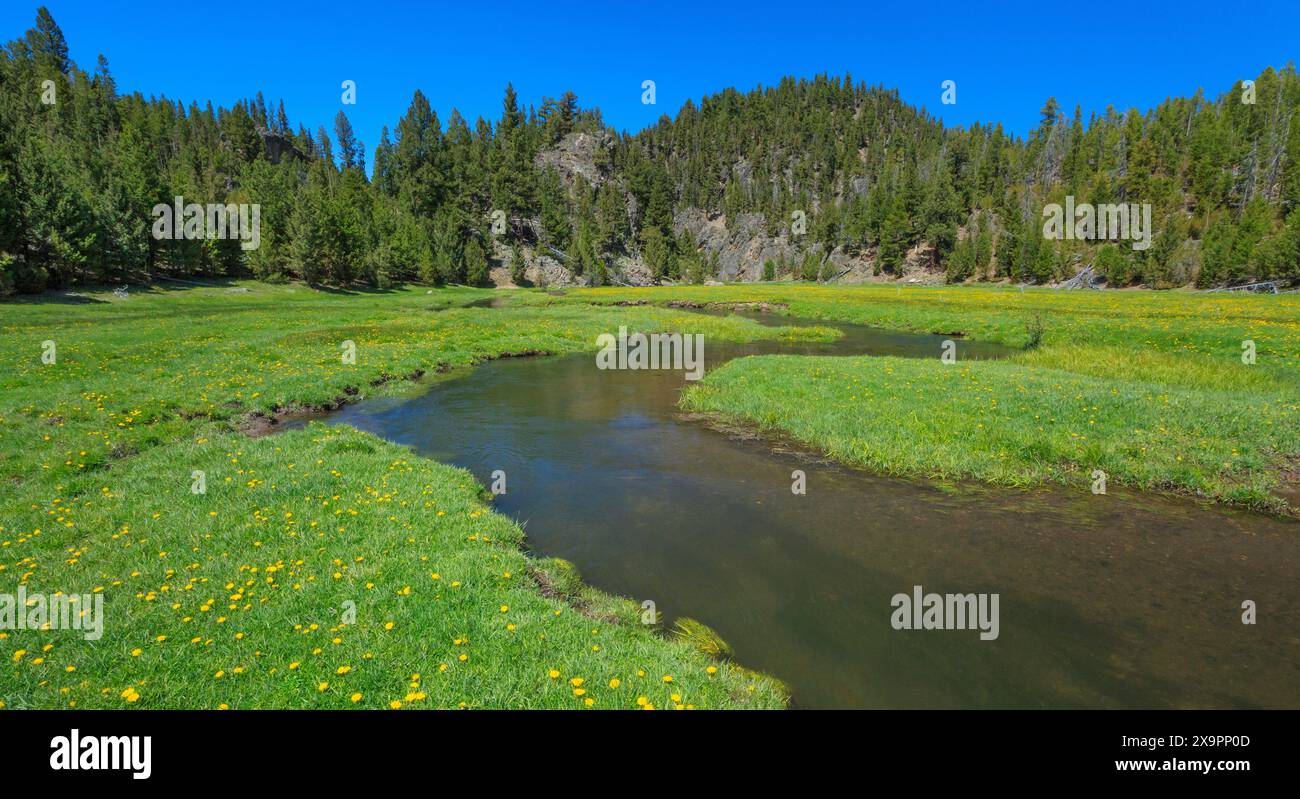 panorama of spotted dog creek flowing through a meadow in spring near ...
