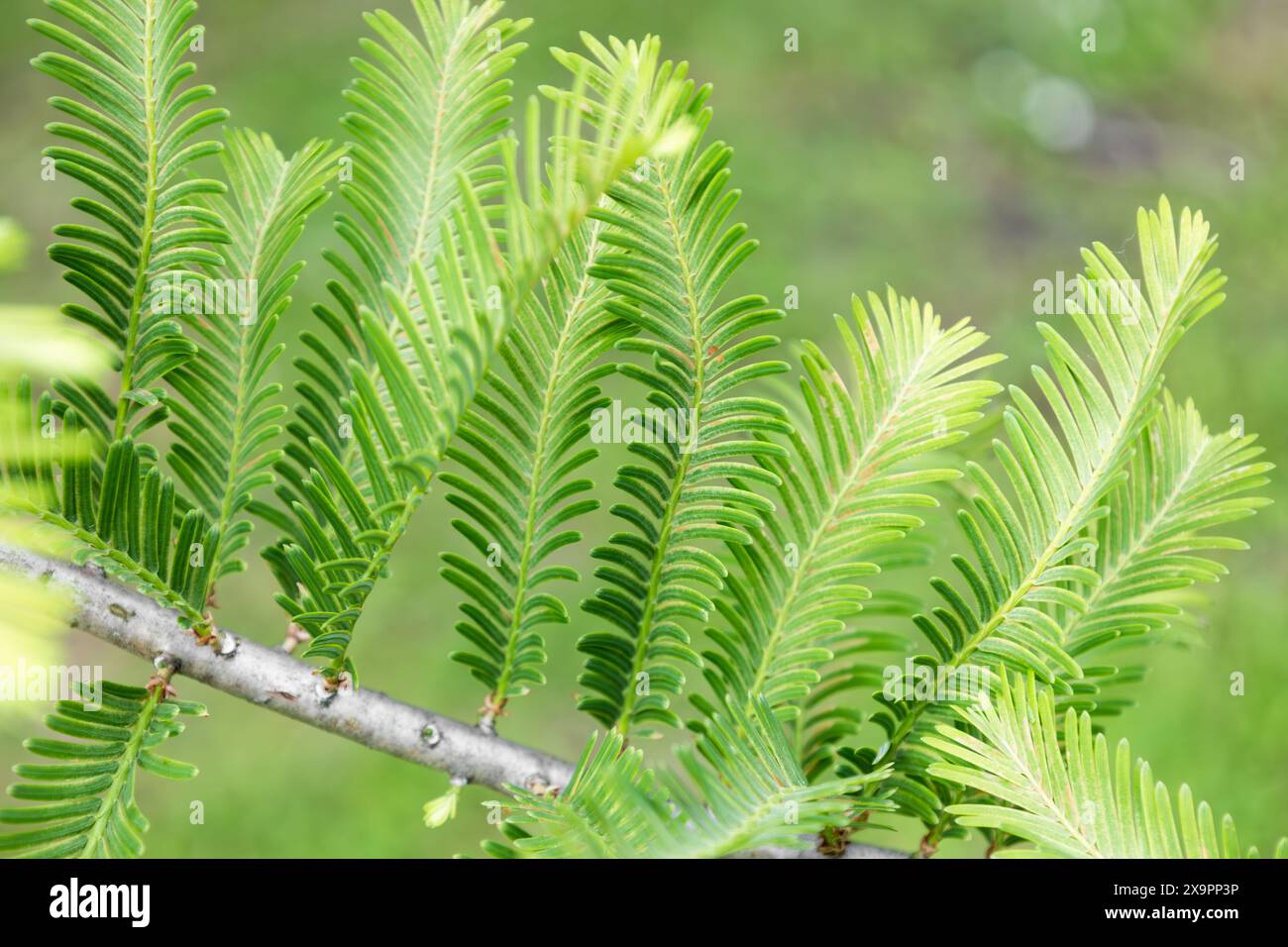 Bright foliage of deciduous conifer Metasequoia glyptostroboides in ...
