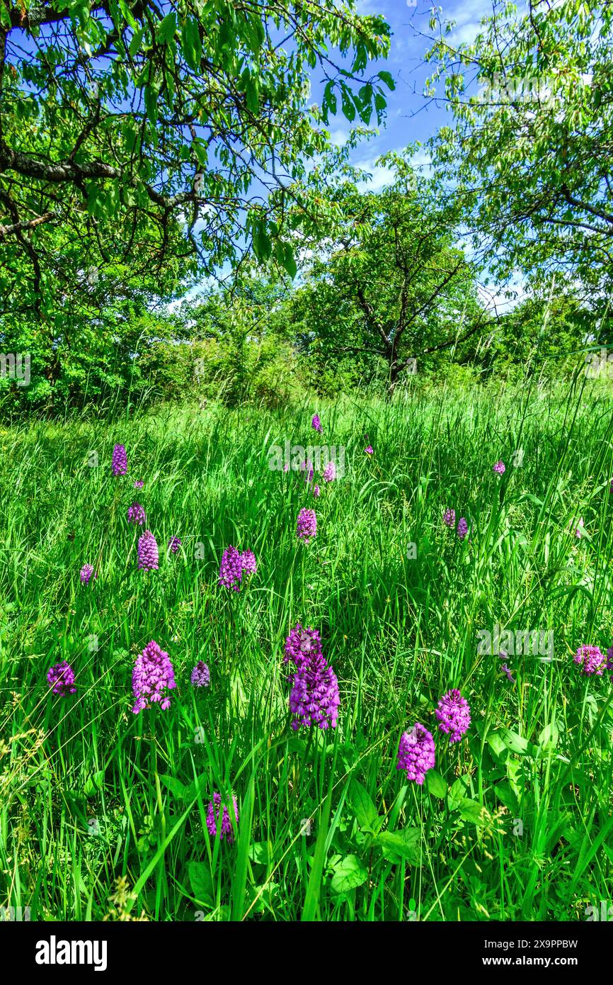 Common Fragrant Orchids (Gymnadenia conopsea) - sud-Touraine, central ...