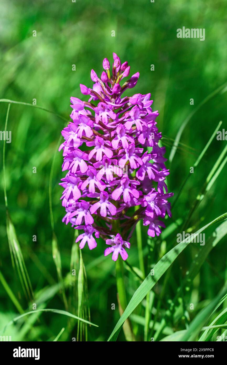 Common Fragrant Orchid (Gymnadenia conopsea) - sud-Touraine, central ...