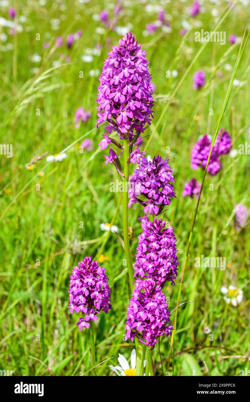 Common Fragrant Orchids (Gymnadenia conopsea) - sud-Touraine, central ...