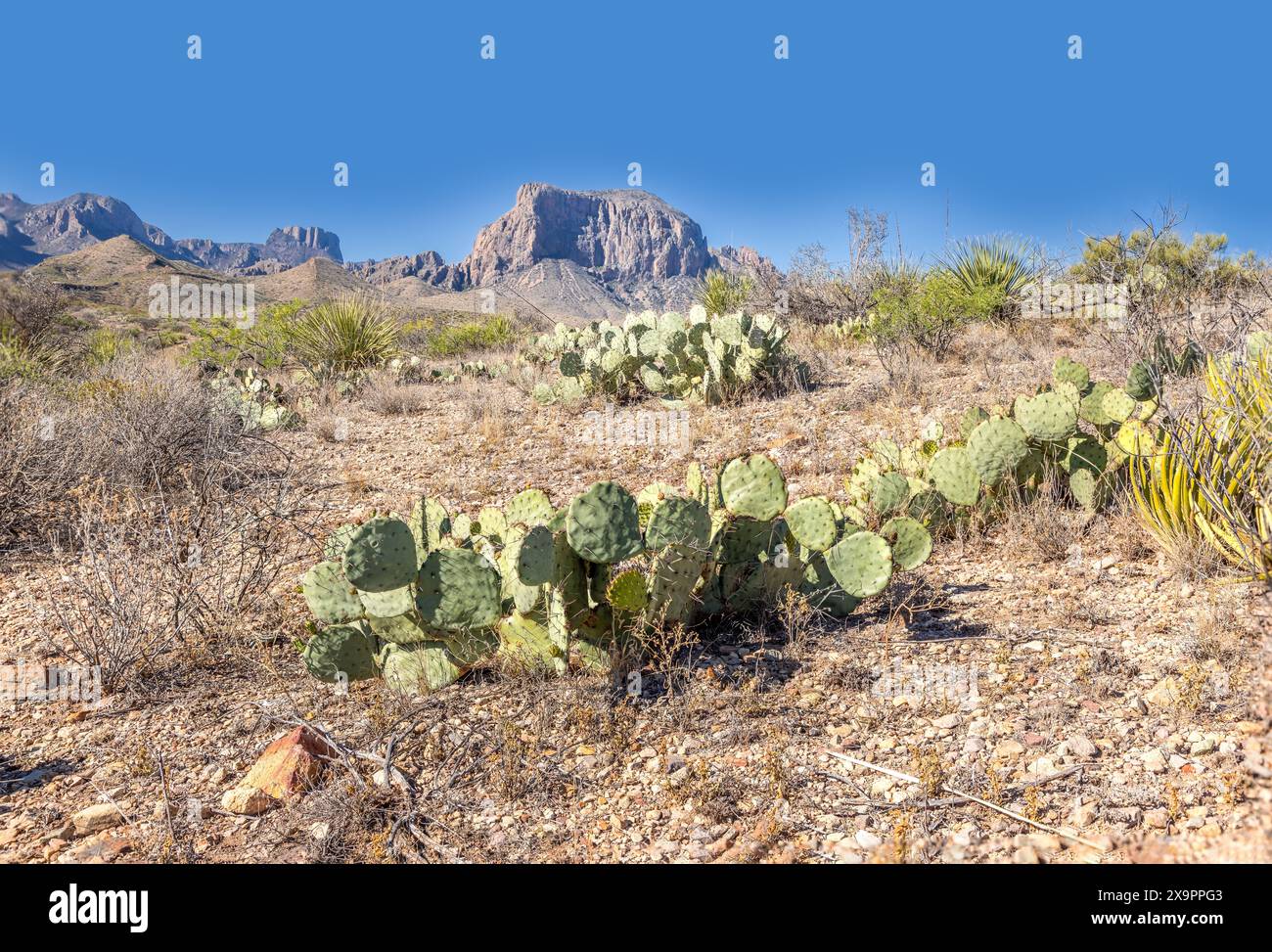 The arid desert landscape of the Big Bend National Park with mountains ...