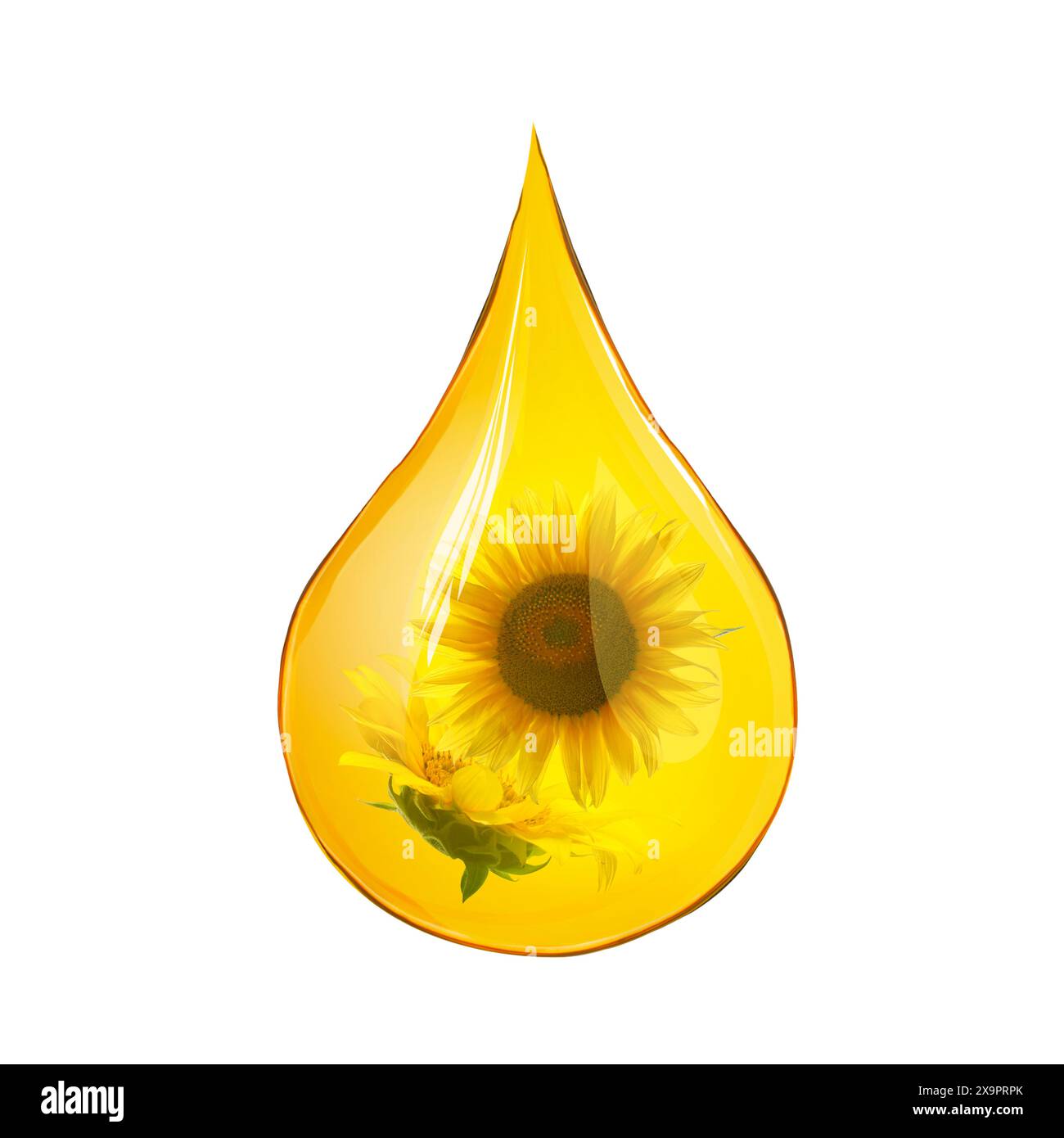 Cooking oil drop with sunflowers inside on white background Stock Photo ...