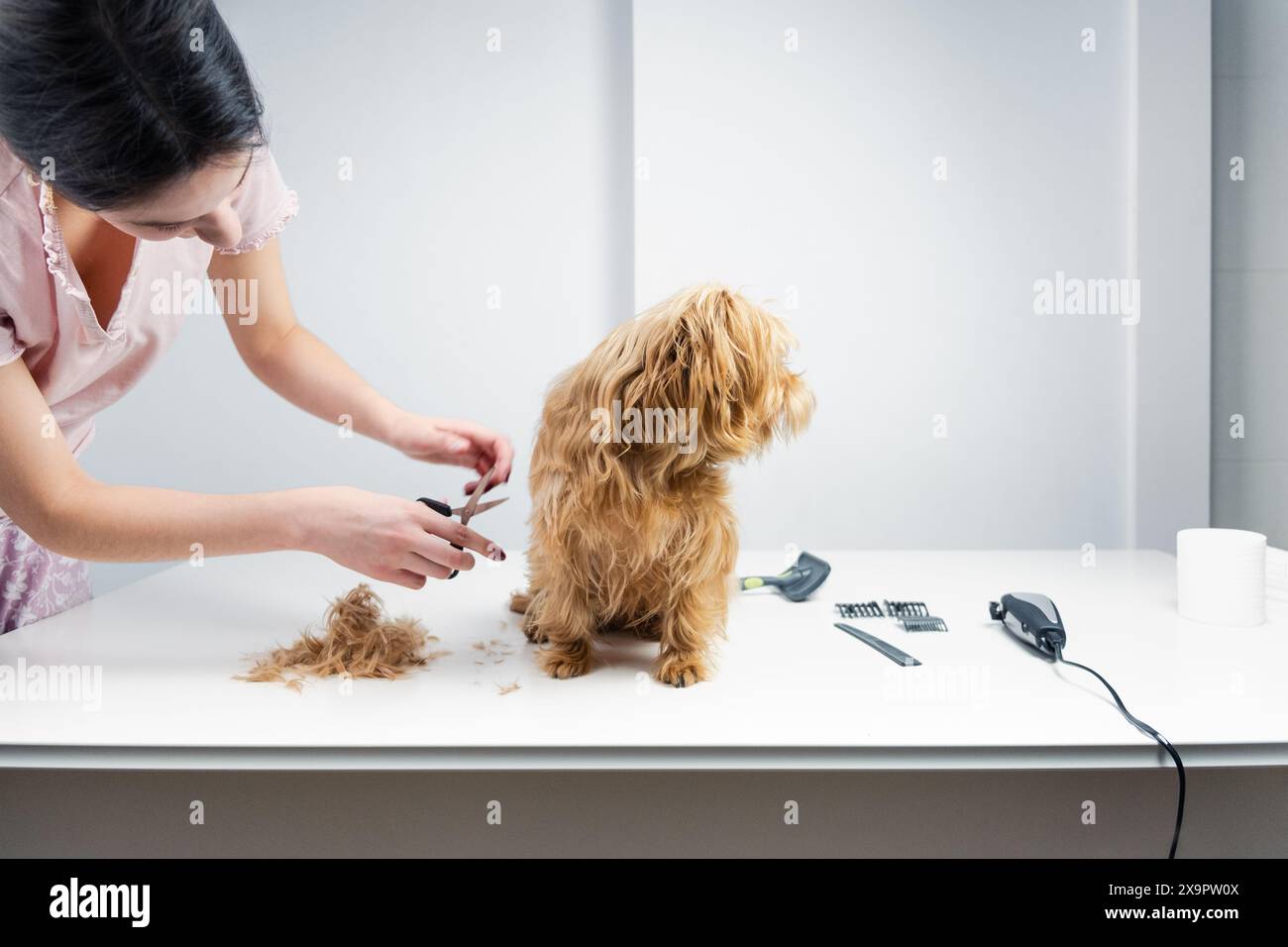 A young dog stylist cuts the hair of a golden terrier with dog grooming ...