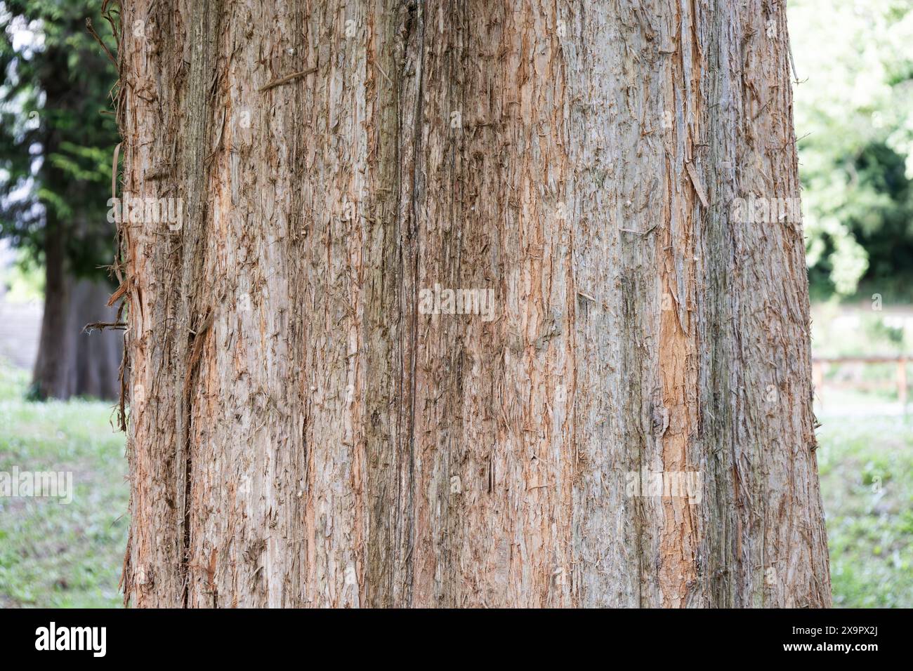 Bark of deciduous conifer Metasequoia glyptostroboides in subfamily ...