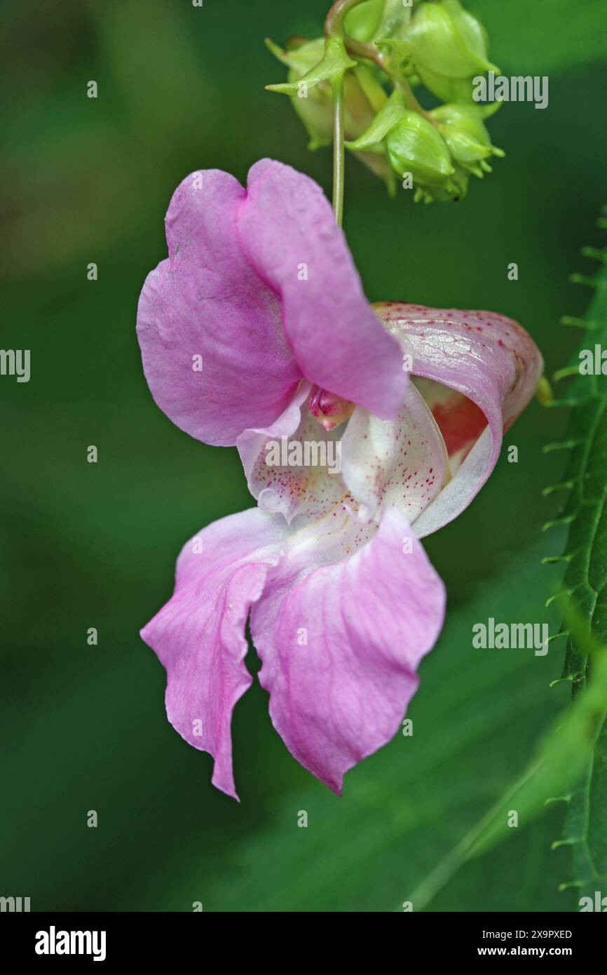 Pink Himalayan balsam, Impatiens glandulifera, flower in close up with ...