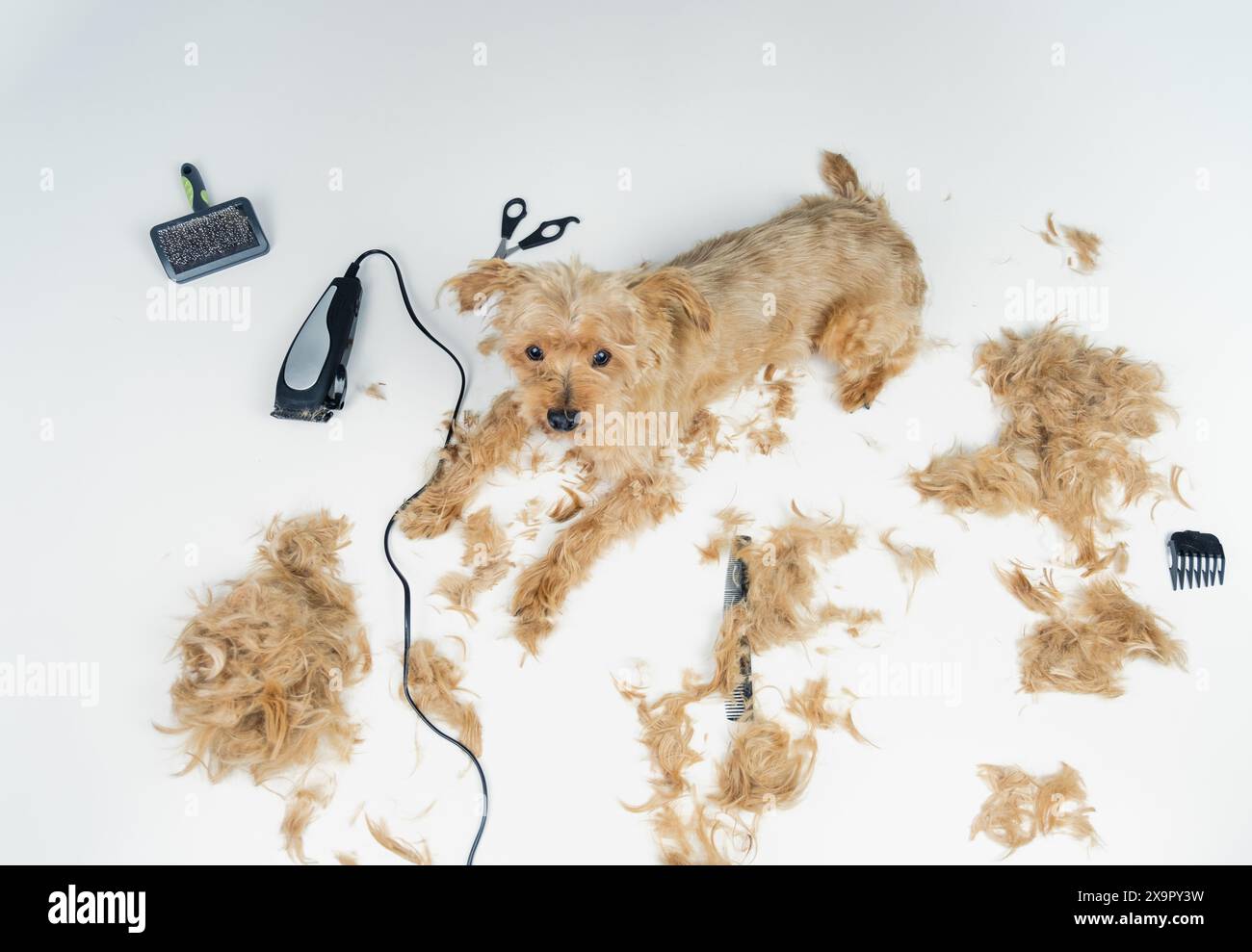 Look like puppy hi-res stock photography and images - Alamy
