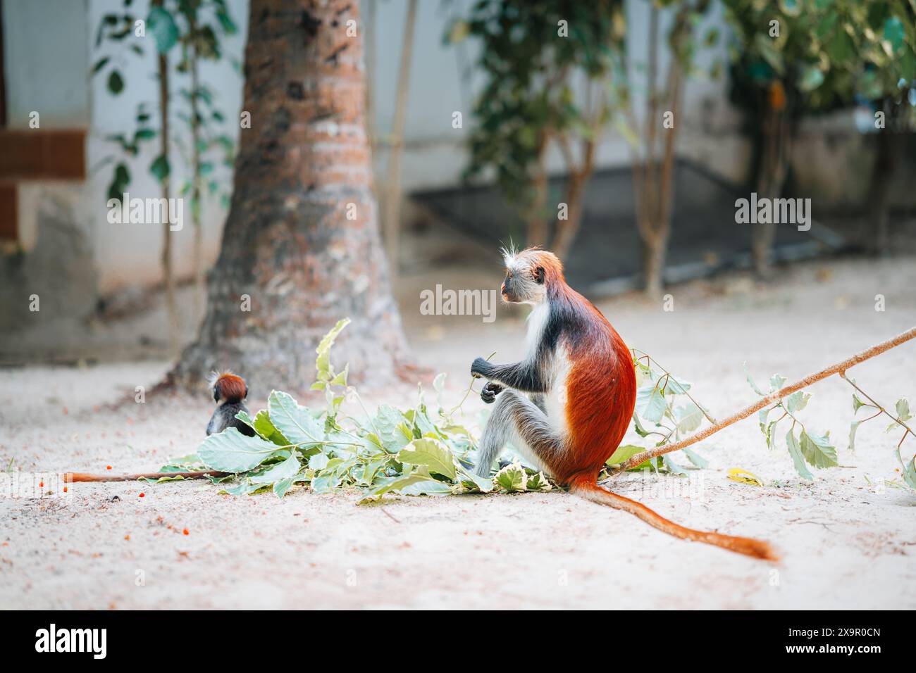 Red Colobus Monkey, Jozani Forest, Zanzibar, Endangered Species Stock ...