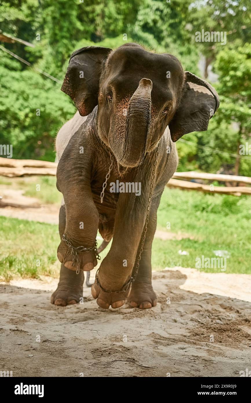 Nature, elephant and animal in chains in jungle for capture ...