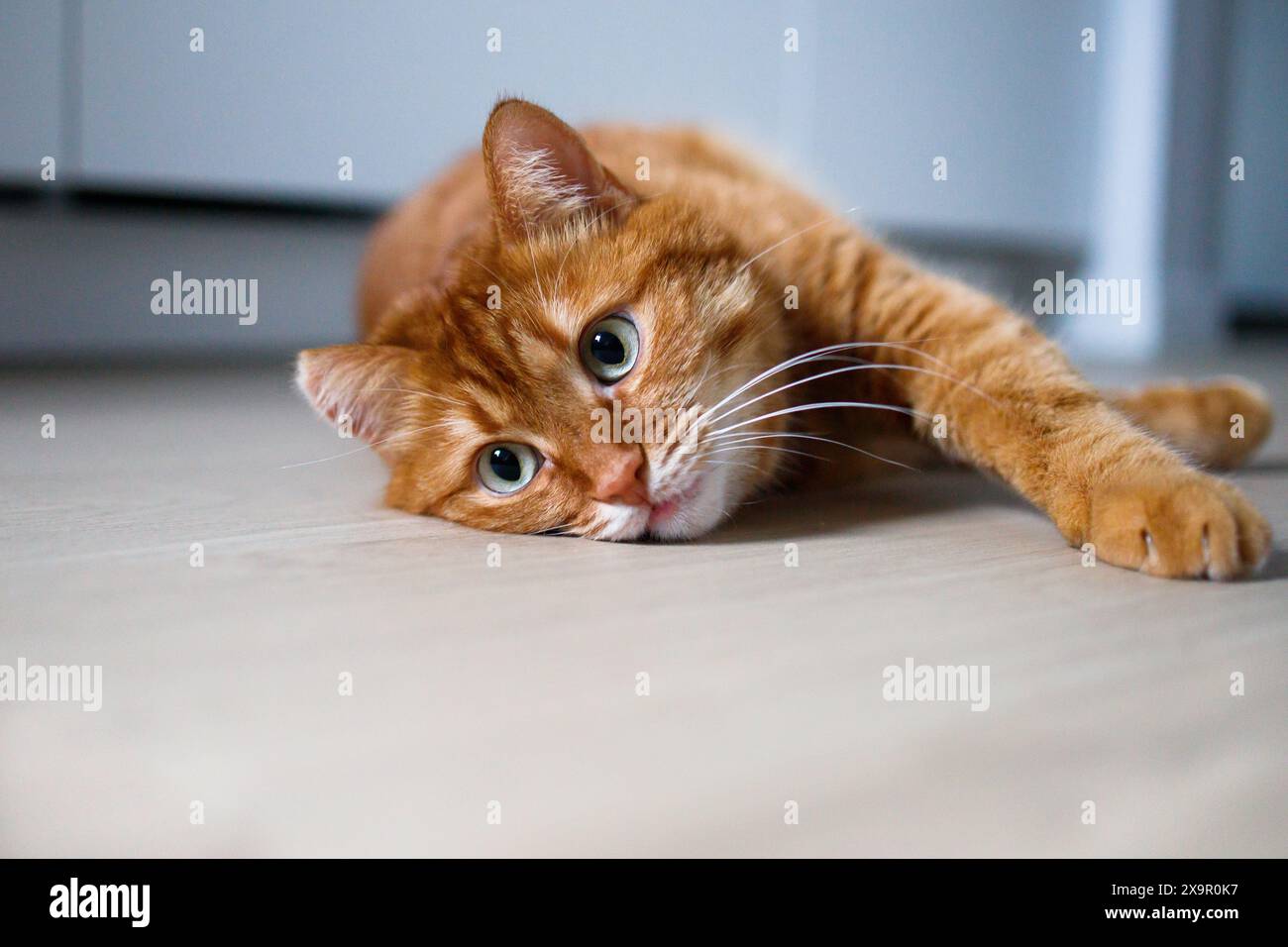 Cute ginger cat on floor hi-res stock photography and images - Alamy