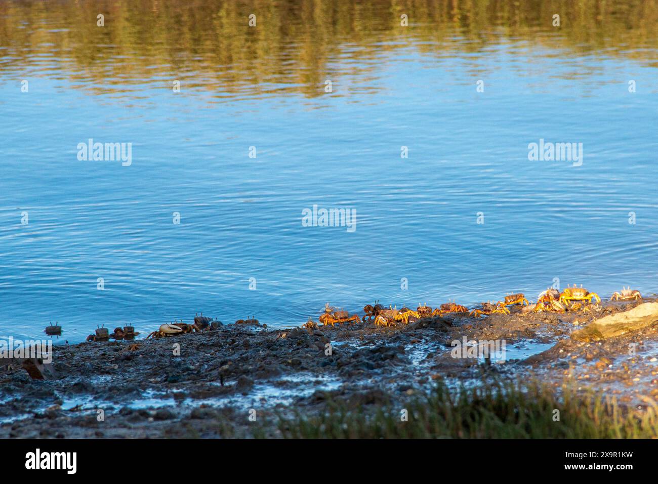 Fish farm located in a marsh on the European Atlantic coast where crabs ...