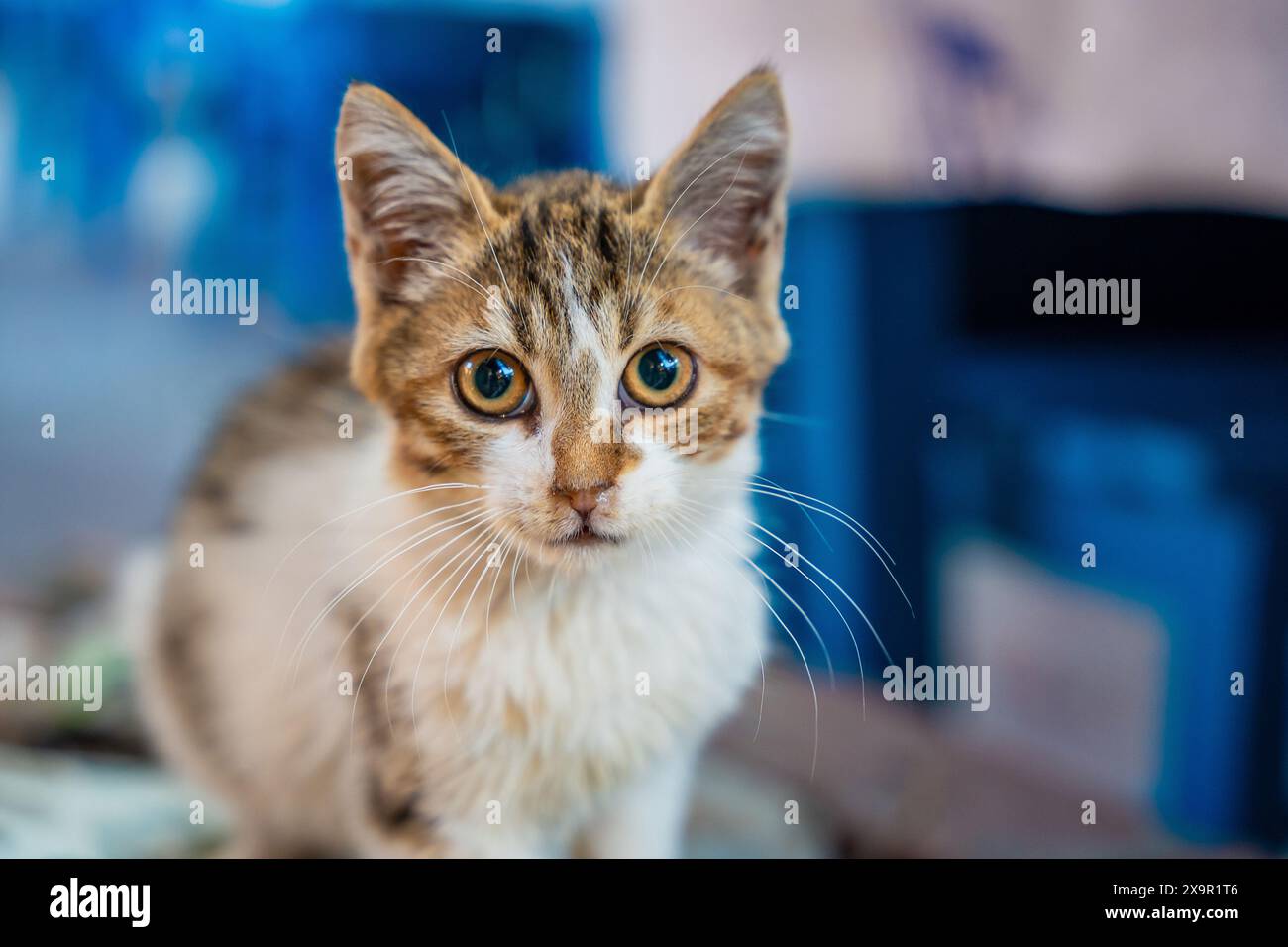 Kitty in a cafe looking camera, stray cat in street of Fethiye, urban ...