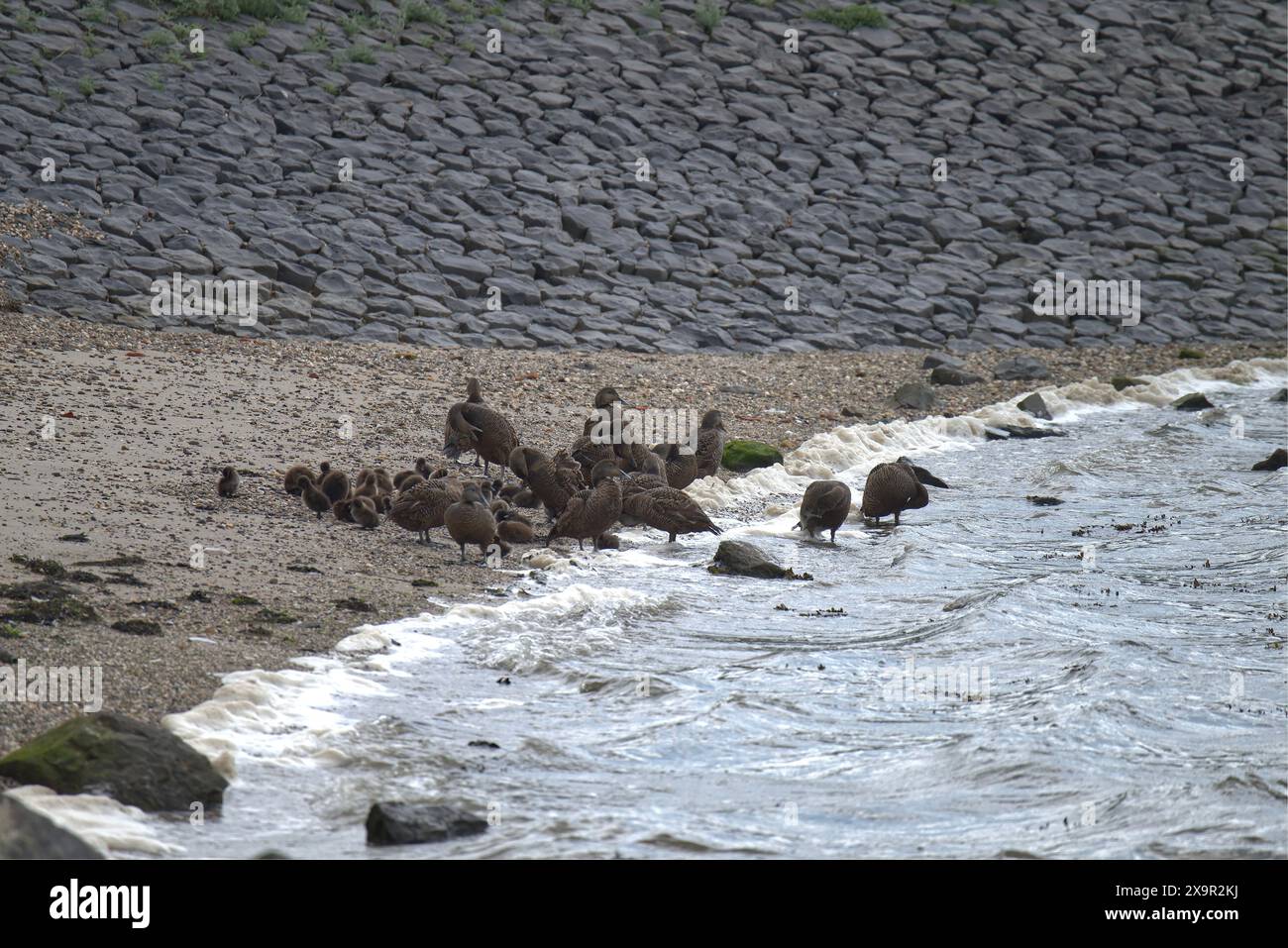 Flocks of female eider ducks with their ducklings Stock Photo - Alamy
