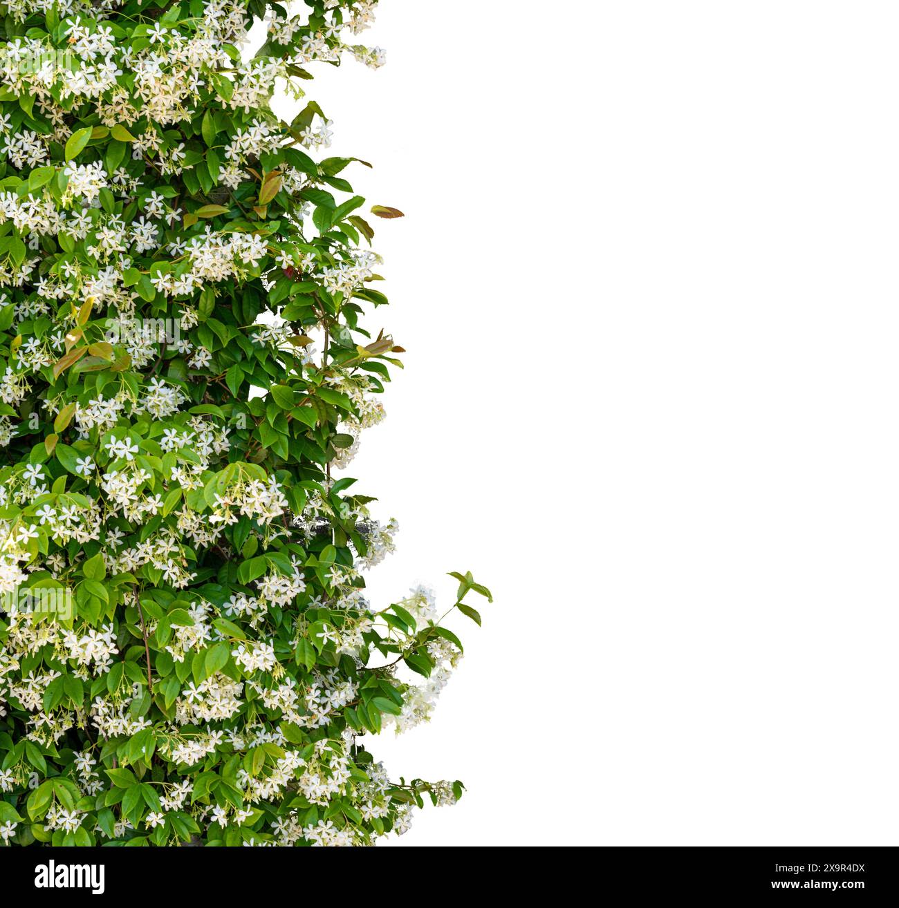 Jasmine flowering hedge as frame border isolated on white with clipping ...