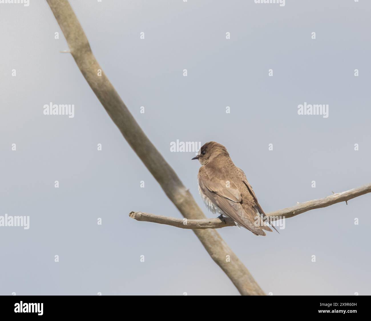 Northern Rough-winged Swallow on a branch Stock Photo - Alamy