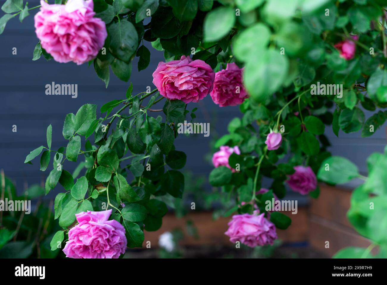 A luxurious bush of a pink rose with large pink flowers of the Paul ...