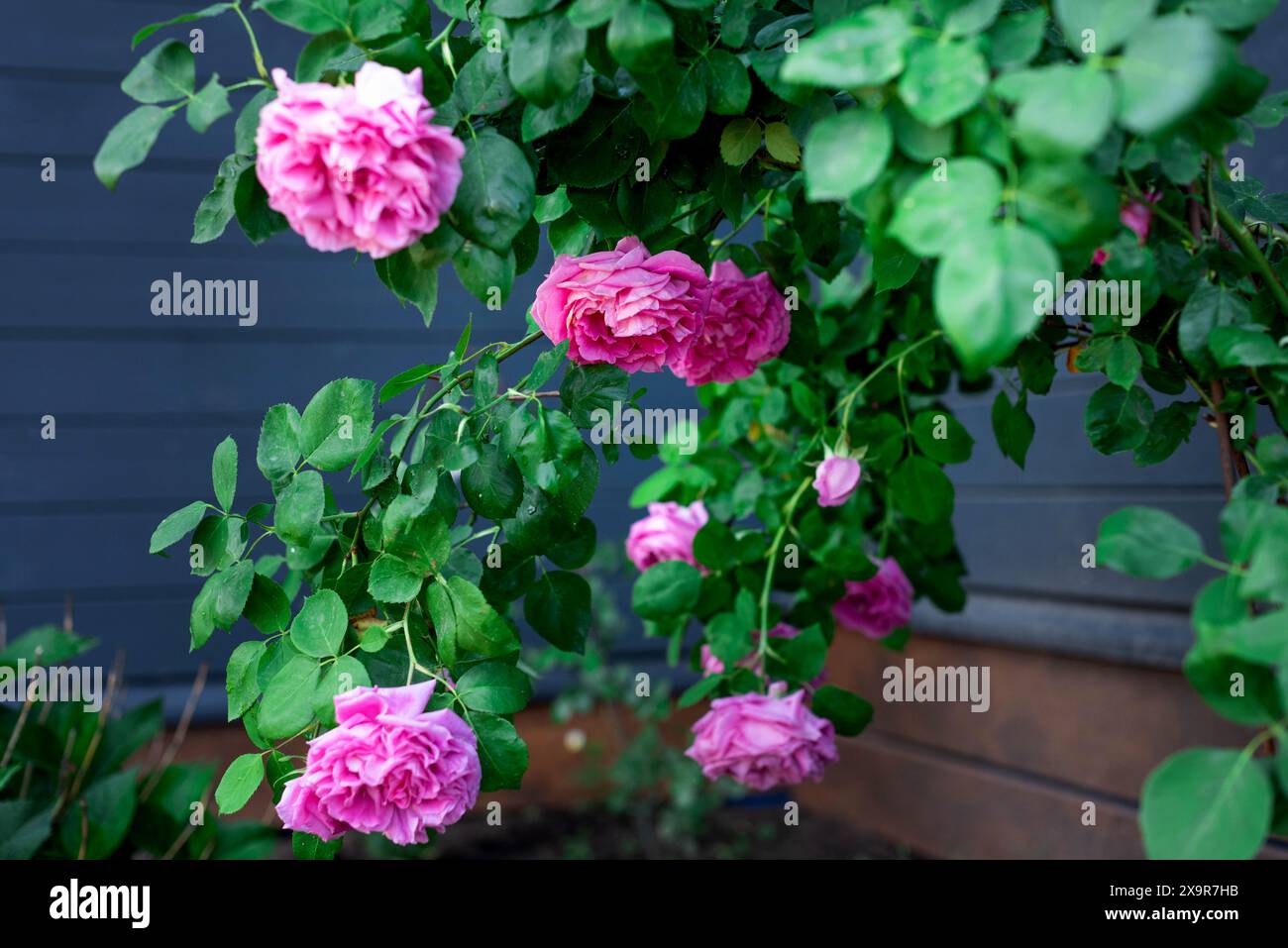 A luxurious bush with large pink flowers of the Paul Neyron variety on ...