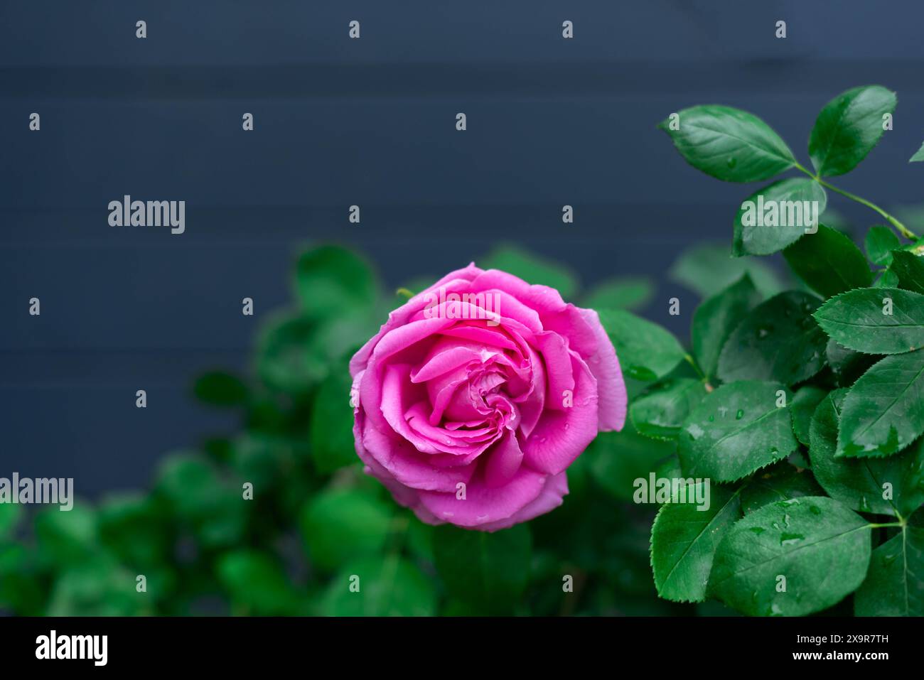 One pink rose on a dark blue background with copy space Stock Photo - Alamy