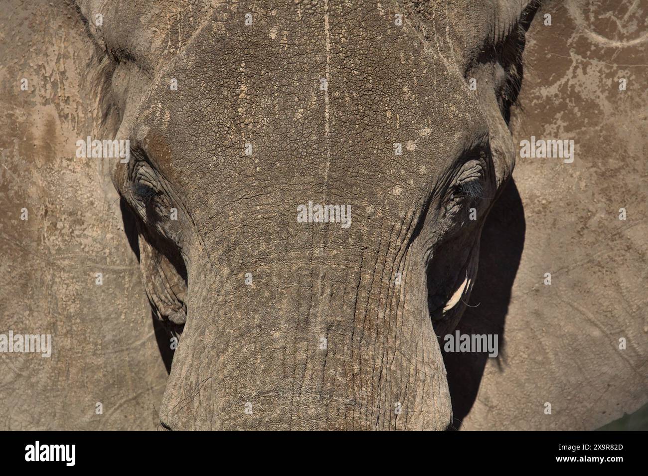 front profile and closeup of african elephant face showing eyes and ...