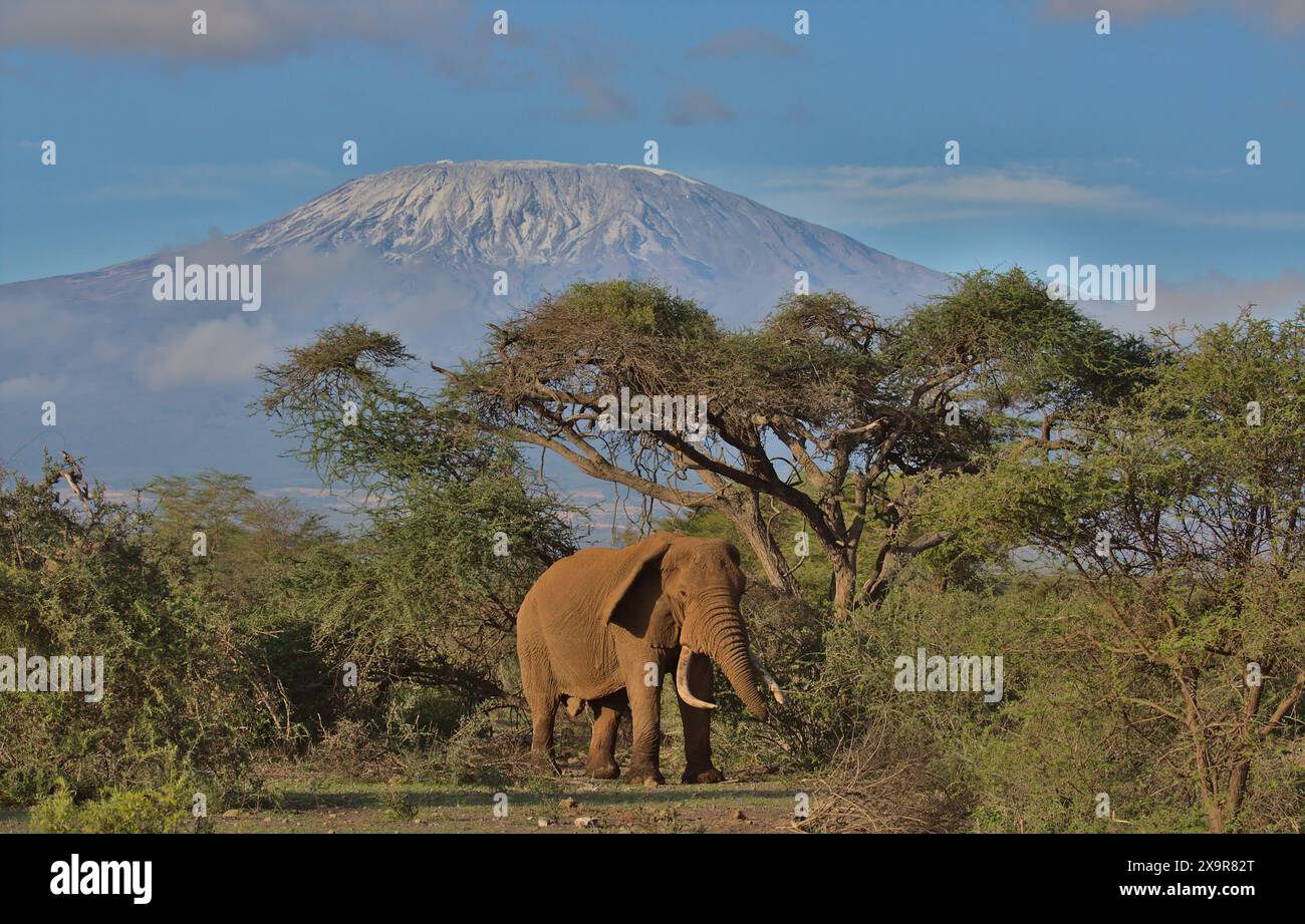 pascal, the bull african elephant standing and eating peacefully in the ...