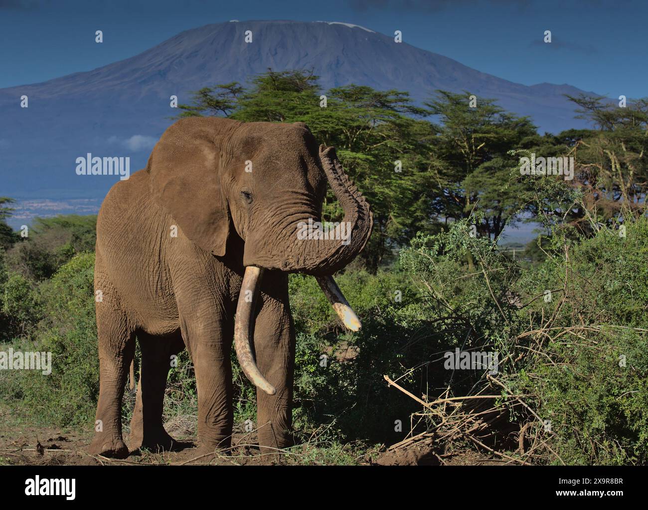 african bull elephant standing with huge tusks and raised trunk in the ...