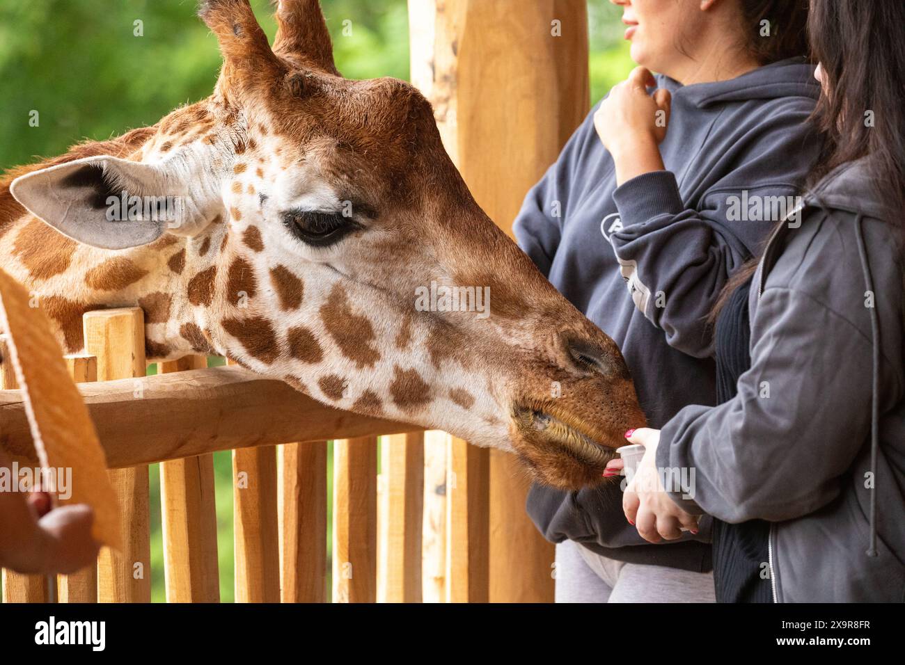 Berlin, Germany. 30. 06. 2023. young unrecognizable women hand feeding ...