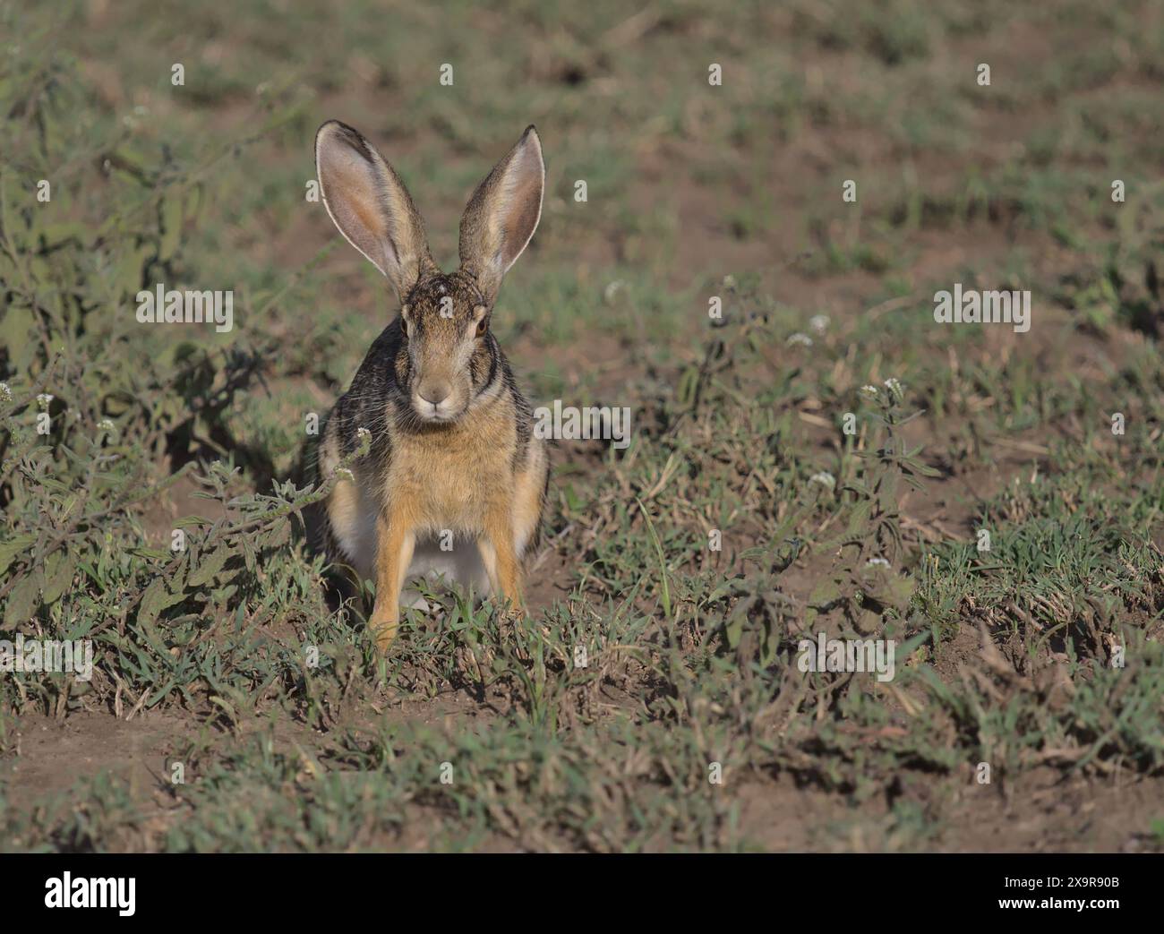 front view of african savanna hare sitting alert on the grass in the ...