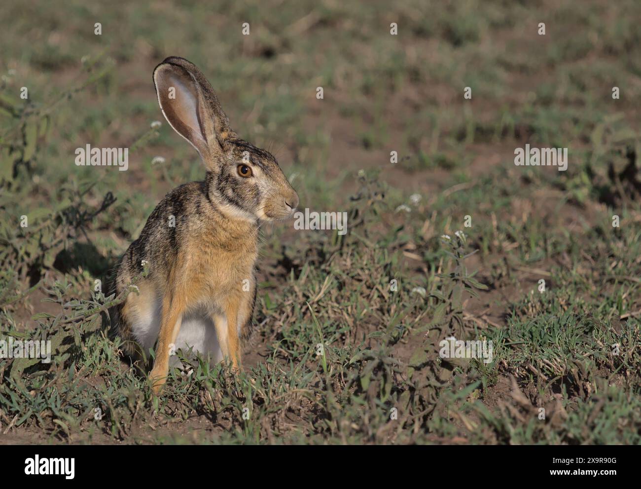 african savanna hare sitting on the ground looking alert in the wild ...