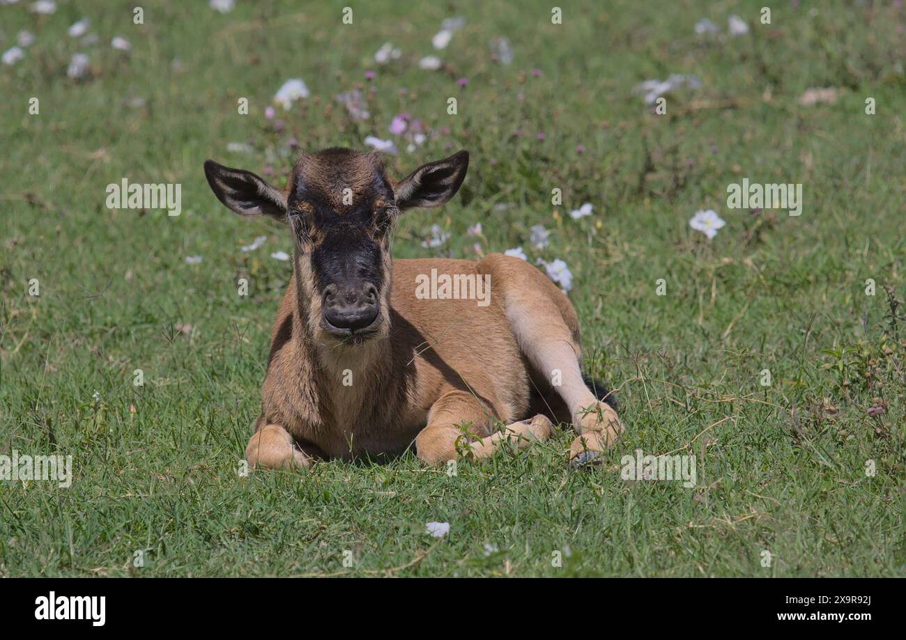 front view of cute wildebeest calf sitting in the grass within the wild ...